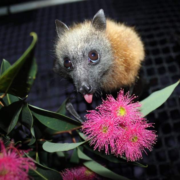 Segments: Future Perfect: The Impact of Extreme Heat on Melbourne's ...