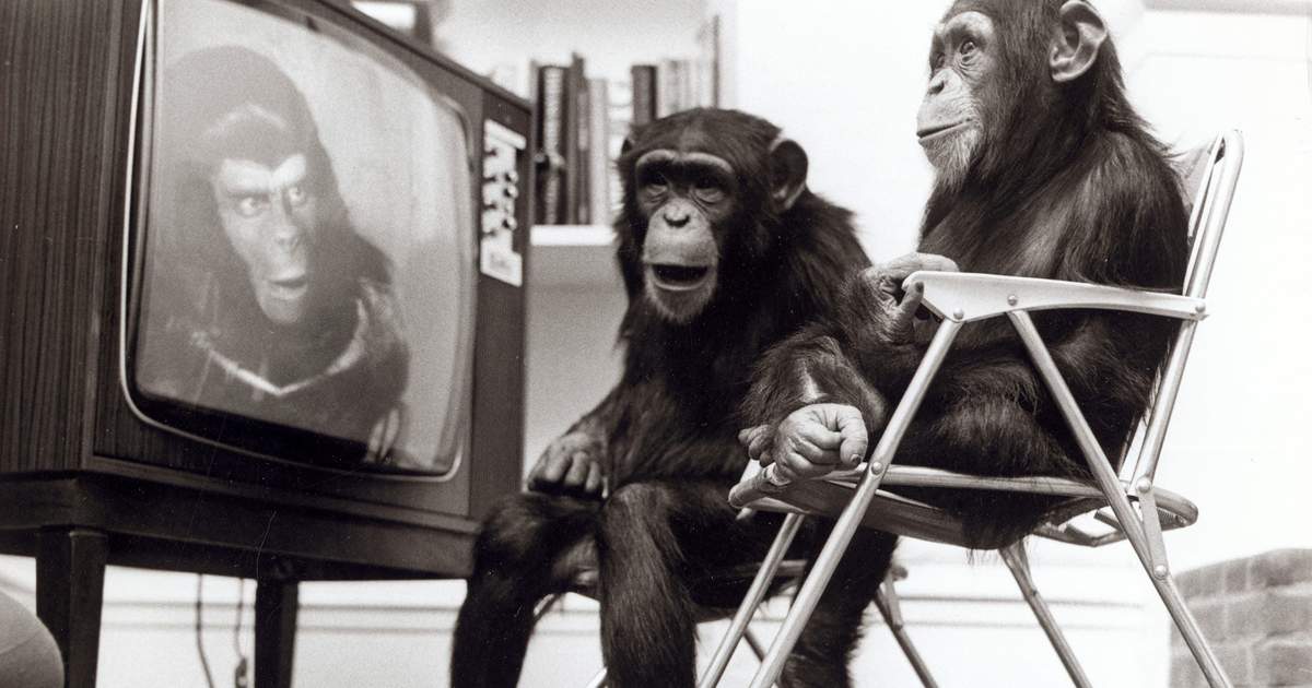 Programs: Primal Screen – 19 February 2024, Primal Screen — Triple R ... Programs: Primal Screen – 19 February 2024, Primal Screen — Triple R ...
