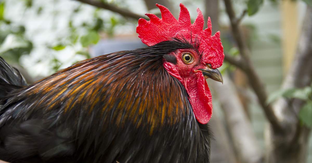 Articles: Chicken Love — Triple R 102.7FM, Melbourne Independent Radio