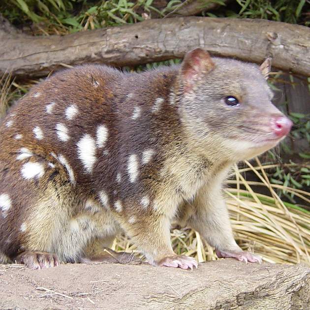 Segments: Uncommon Sense: Where Did All The Quolls Go? — Triple R 102 ...